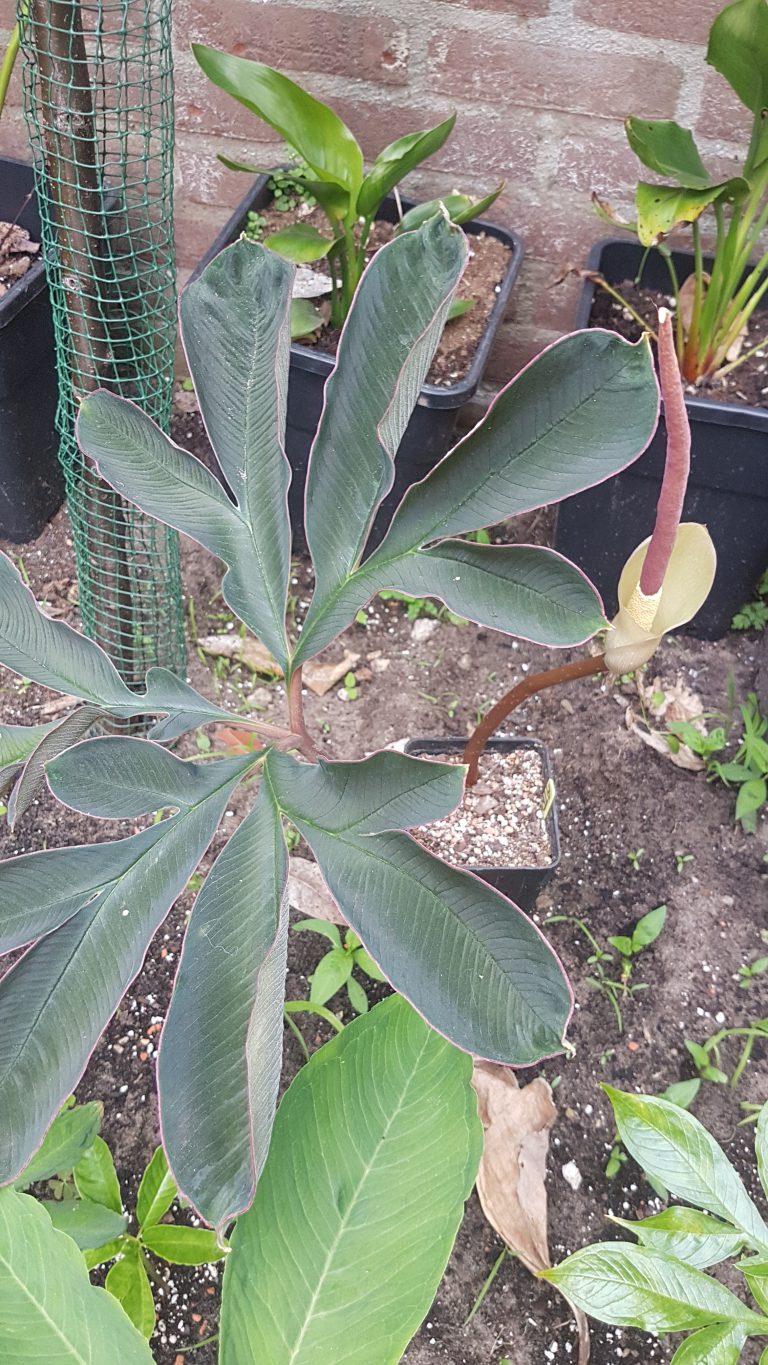 amorphophallus atroviridis is een bijzonder mooi gekleurde plant