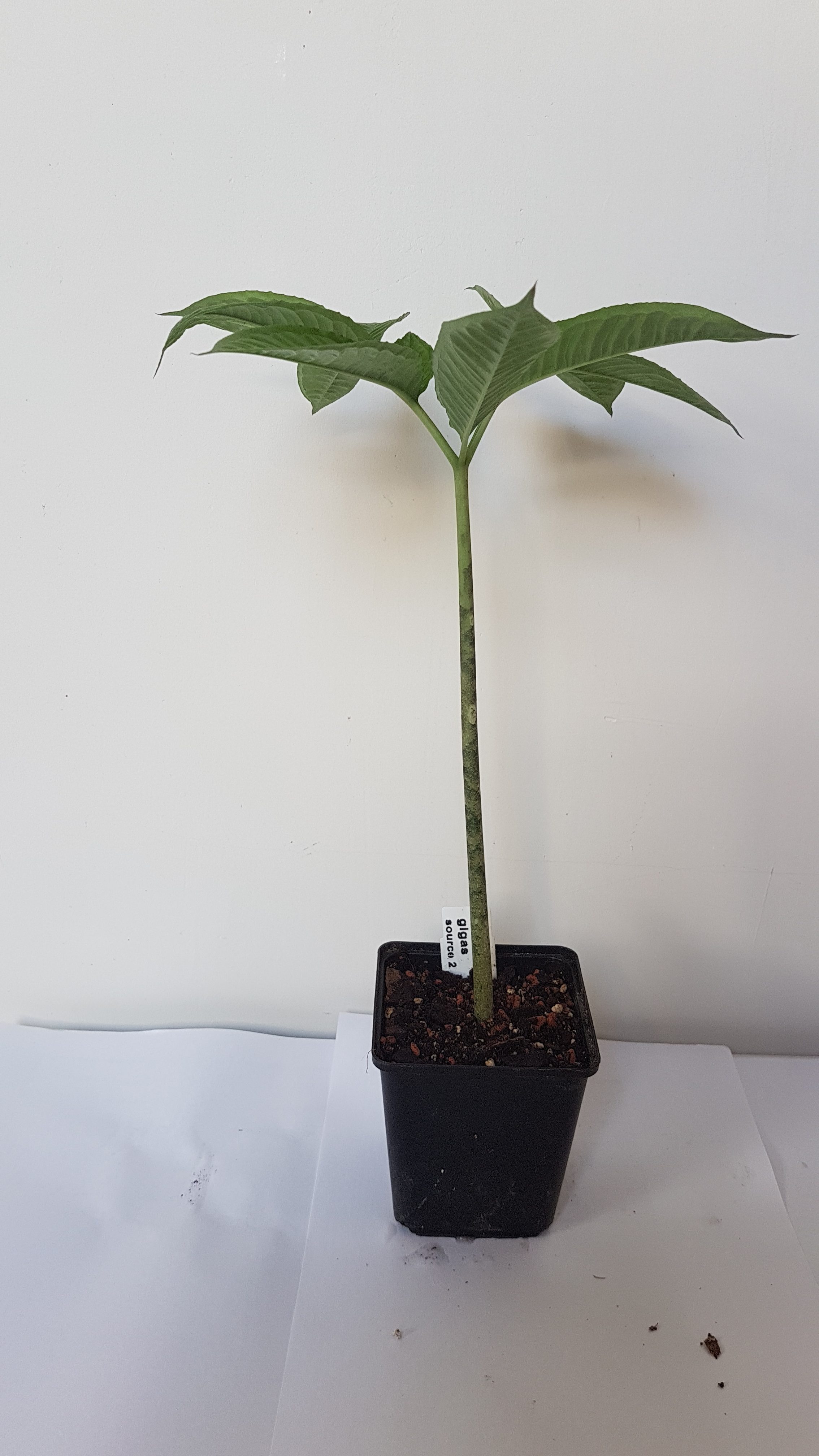 amorphophallus gigas is een prachtige plant