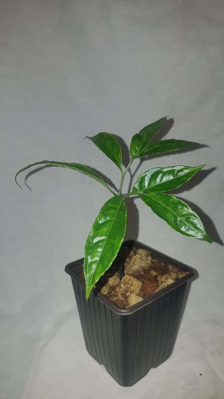 amorphophallus gigas is een prachtige plant