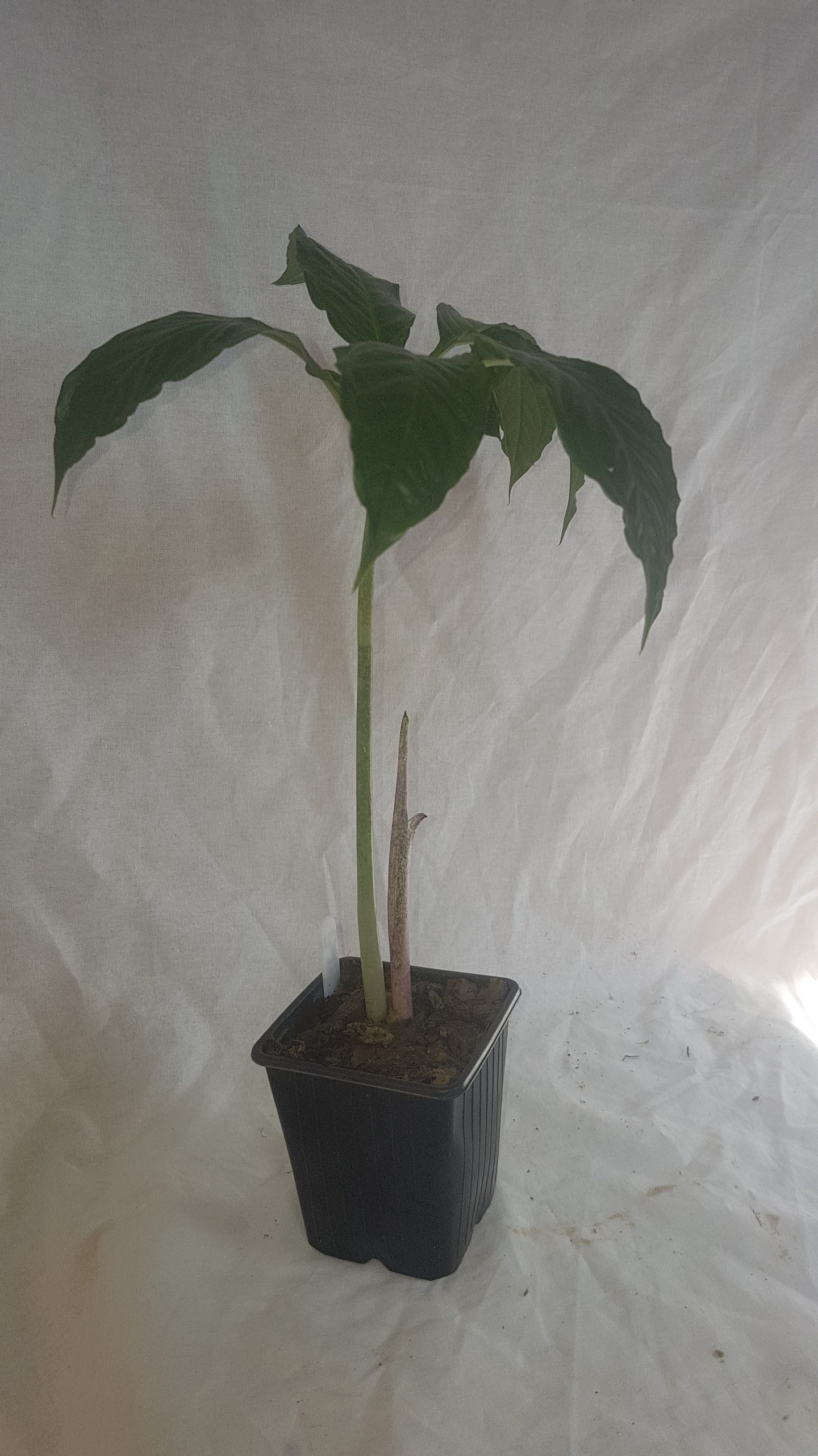 Amorphophallus borneensis is een diversiteit op zich