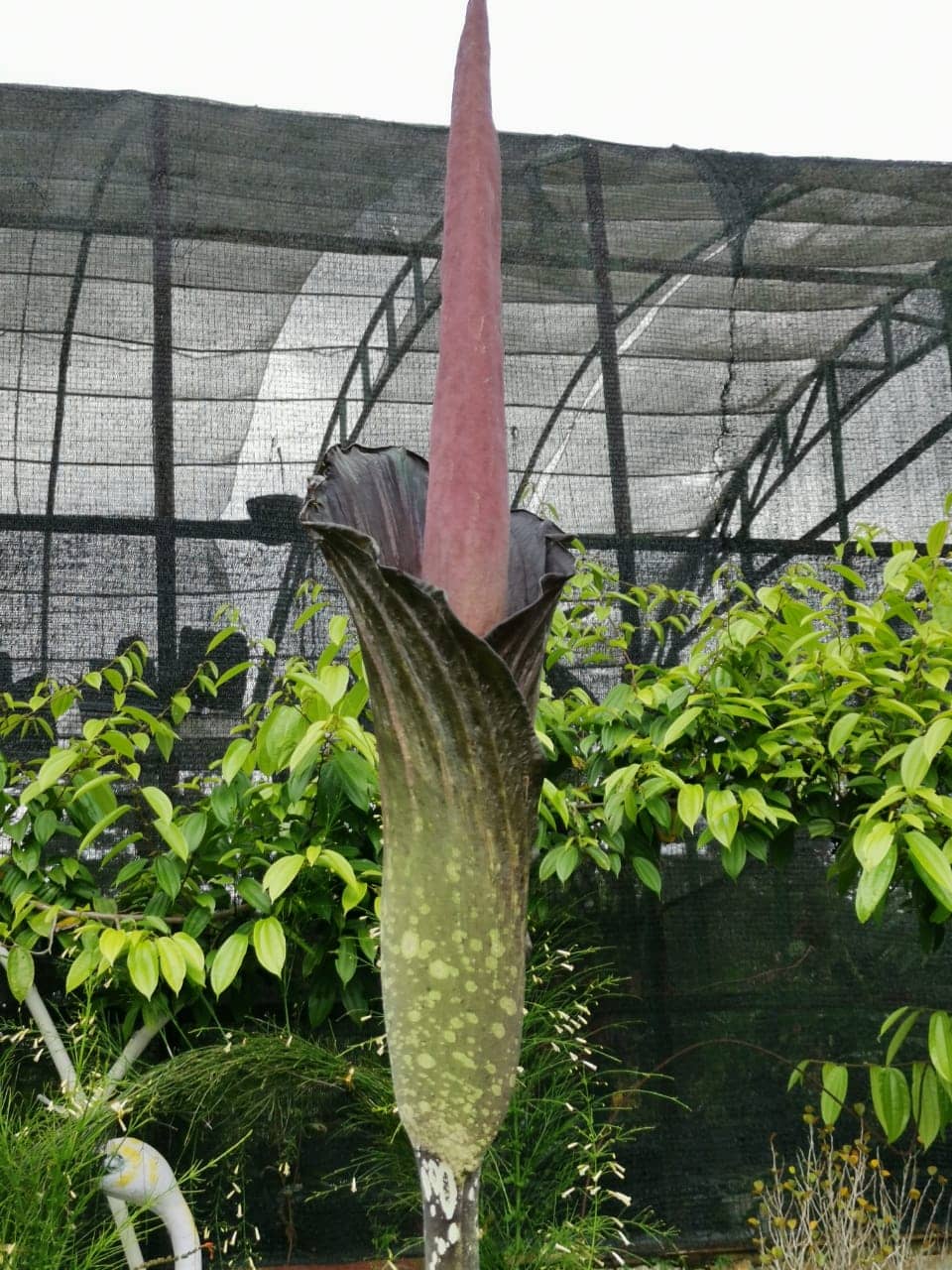 Verzorging en informatie over Amorphophallus Gigas